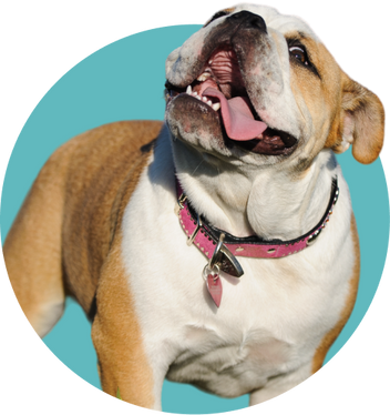 Itch & Allergy Chews – Pupgrade UK