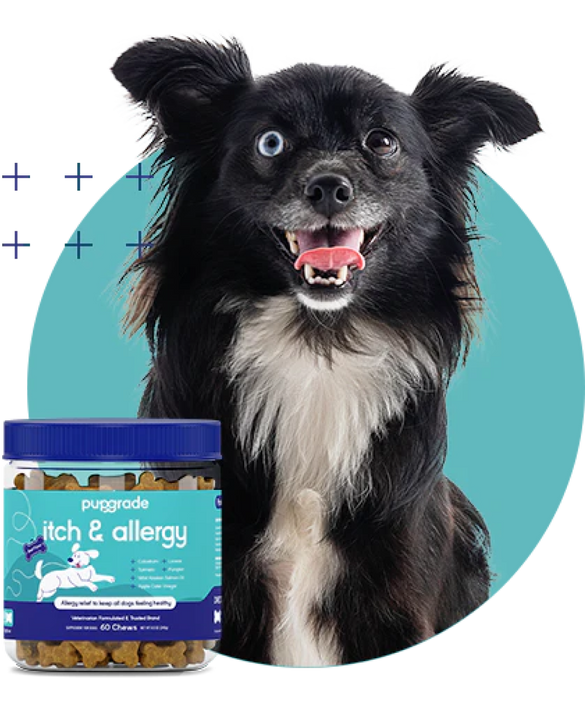 Itch & Allergy Chews – Pupgrade UK